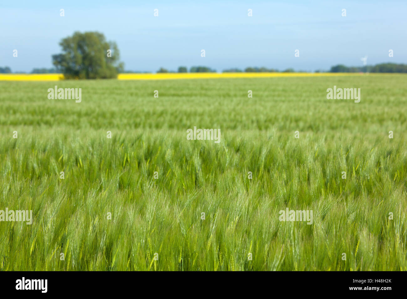 The Baltic Sea, Rügen, grain-field, barley Stock Photo - Alamy