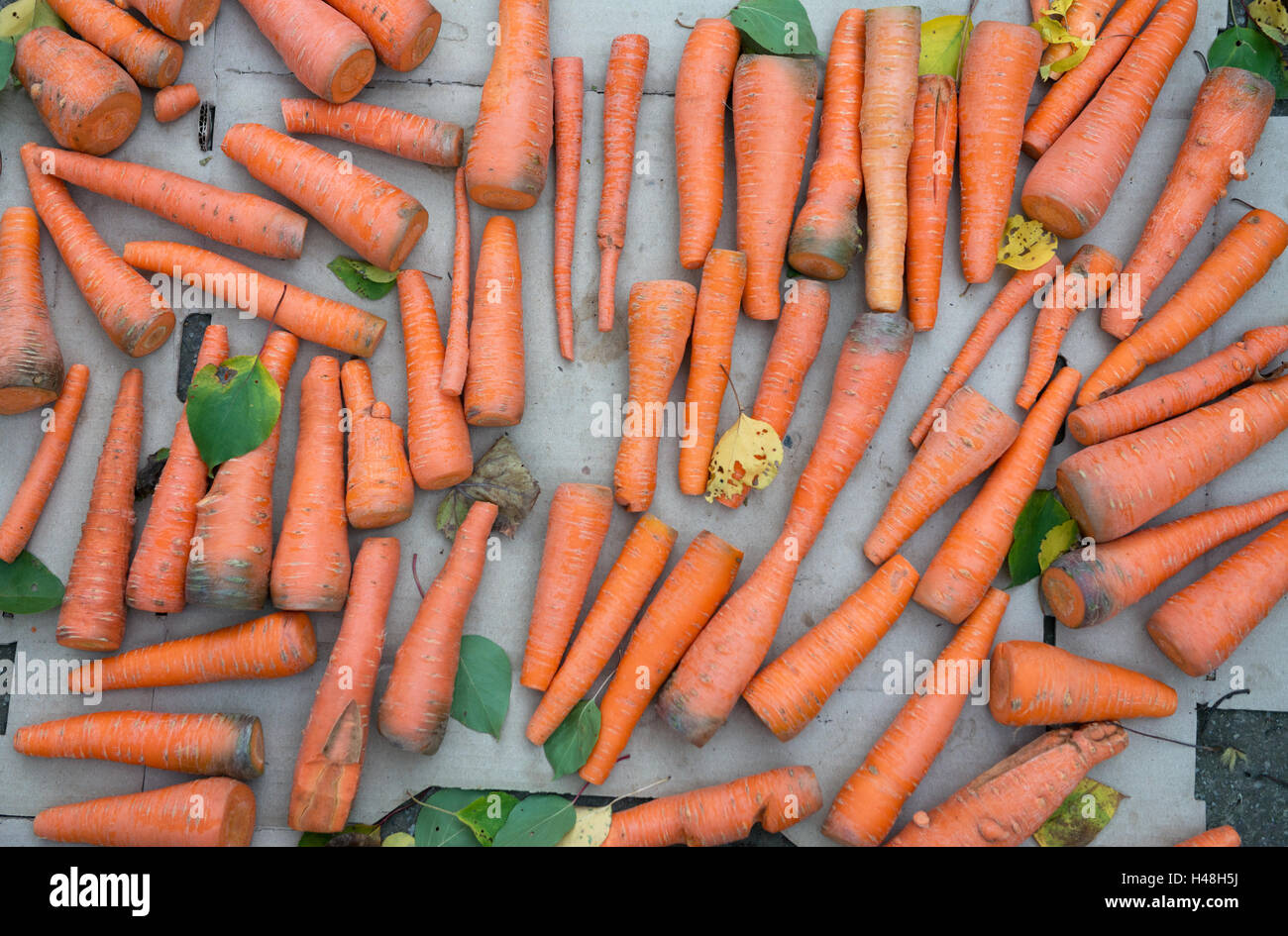 Layer of orange just dug carrot that spread out to dry on grey ...