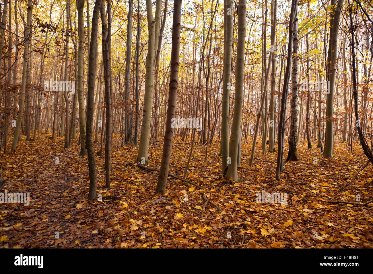 The Baltic Sea, national park Jasmund, steep coast, maple wood Stock ...