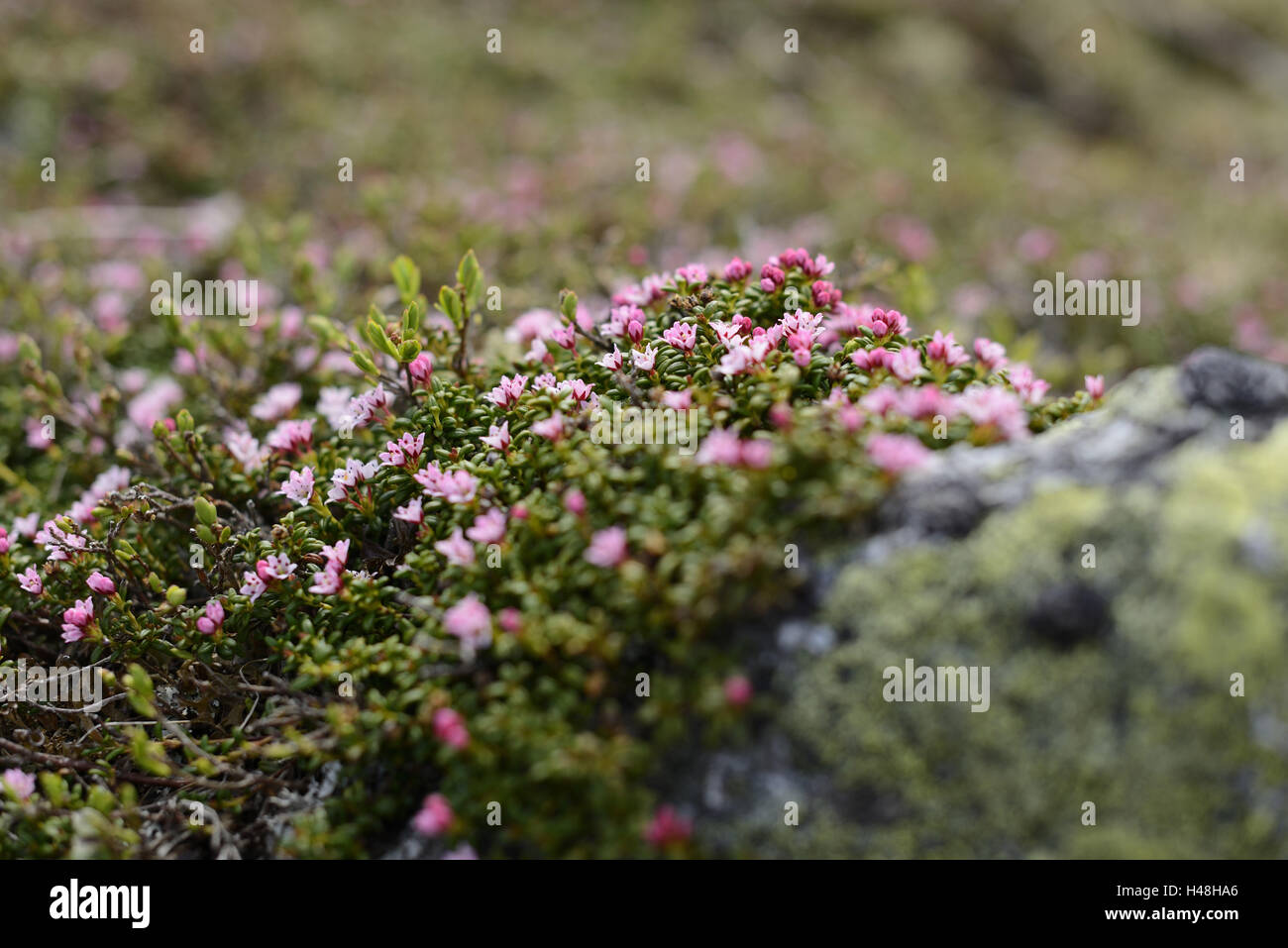 Dwarf's alpine rose, Rhodothamnus chamaecistus, blossom Stock Photo - Alamy