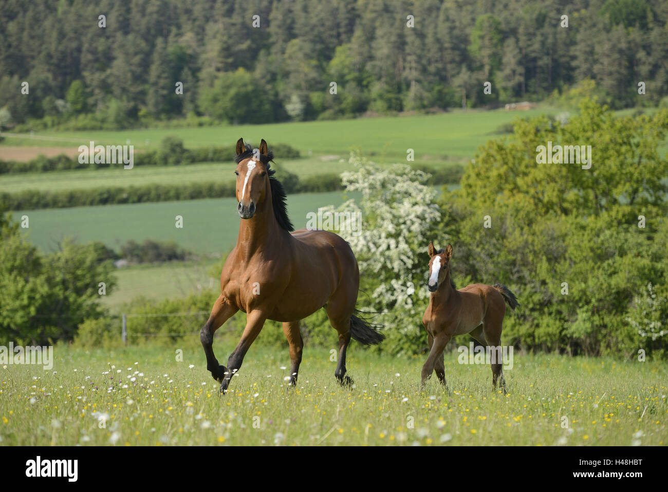 Horse, foal, meadow, front view, running, looking at camera, landscape ...