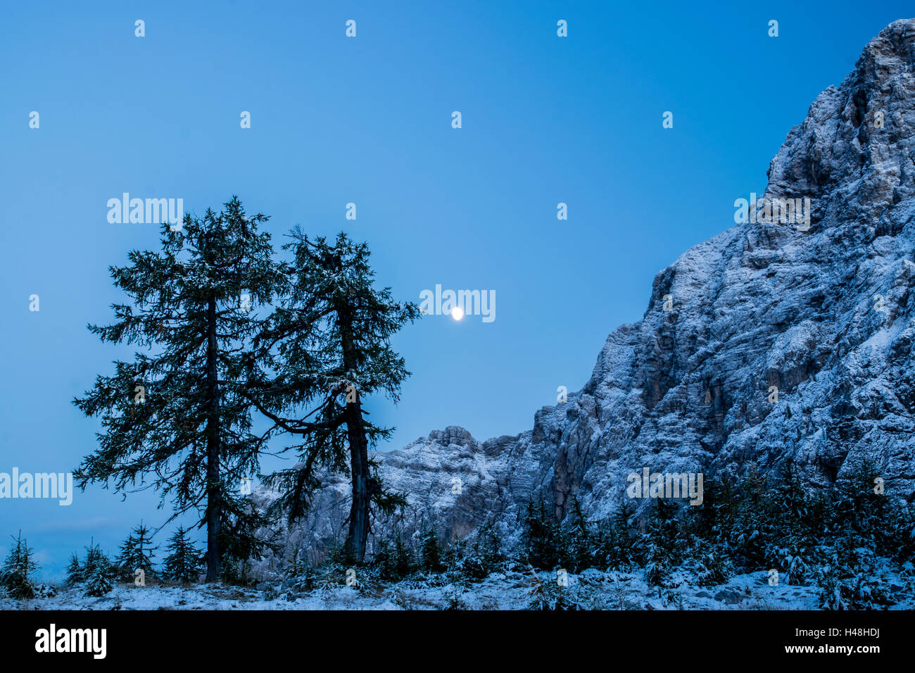 trees in moonlight Stock Photo - Alamy