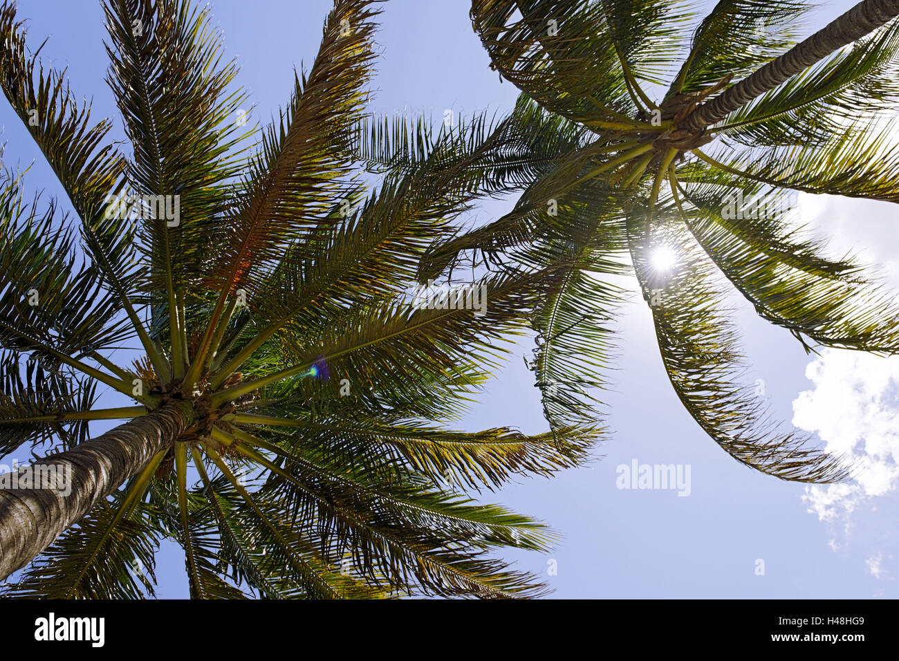 Palms in the Lummus Park, Ocean Terrace, Miami South Beach, Art Deco ...