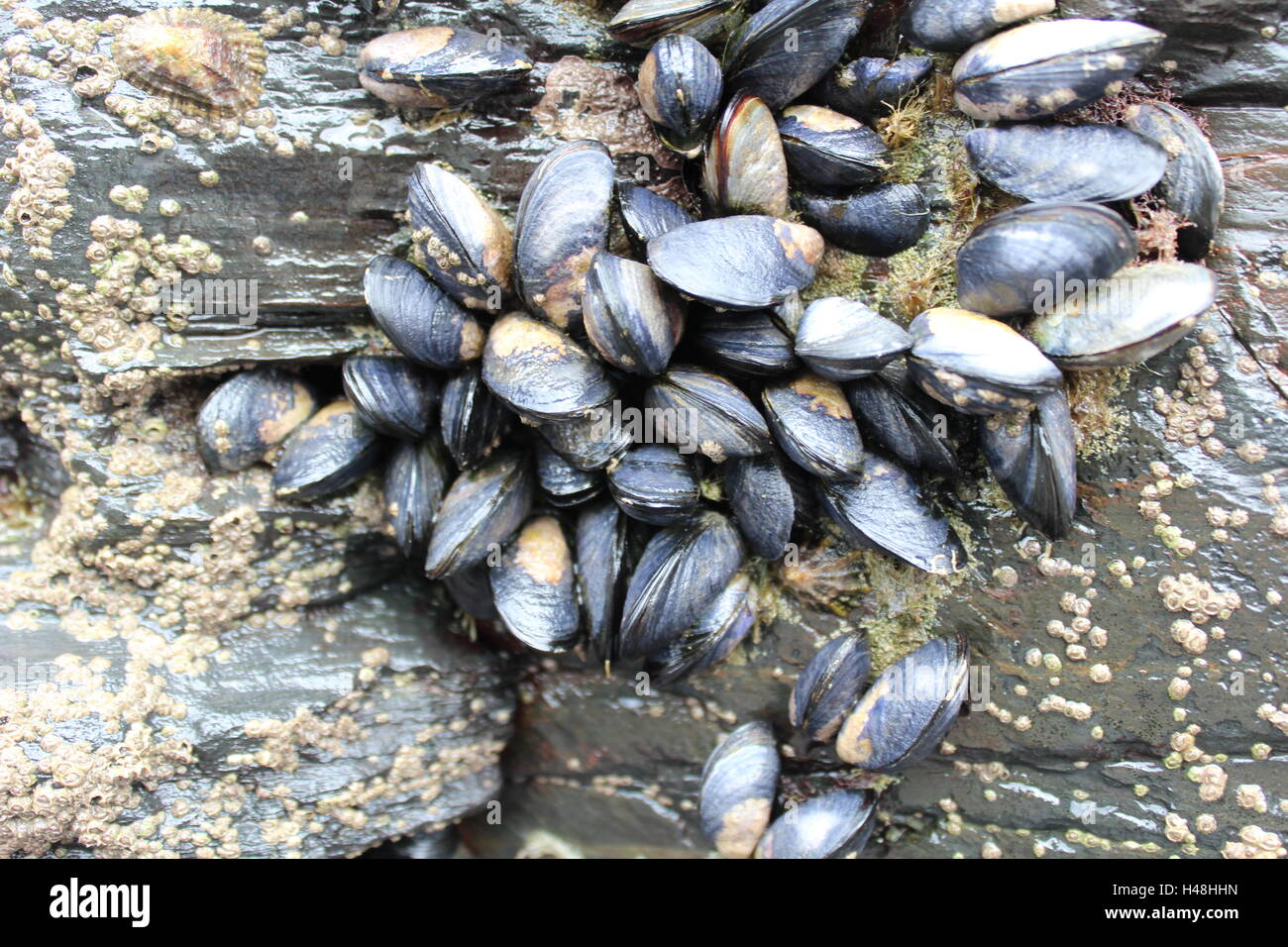mussels in a Cornish rock pool Stock Photo - Alamy