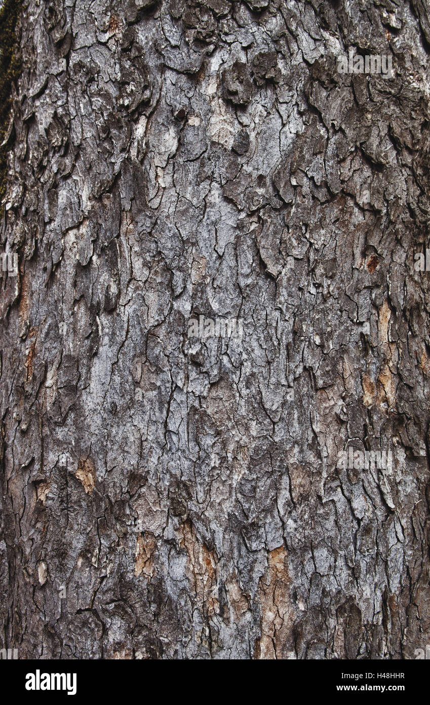 Rough scaly tree bark hi-res stock photography and images - Alamy