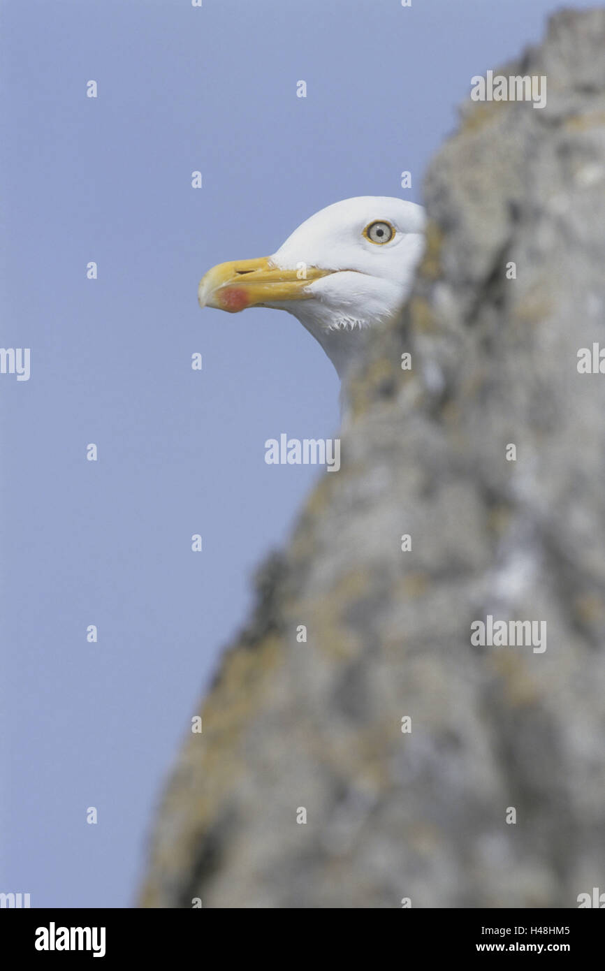 Silver gull, Larus argentatus, detail, head Stock Photo - Alamy
