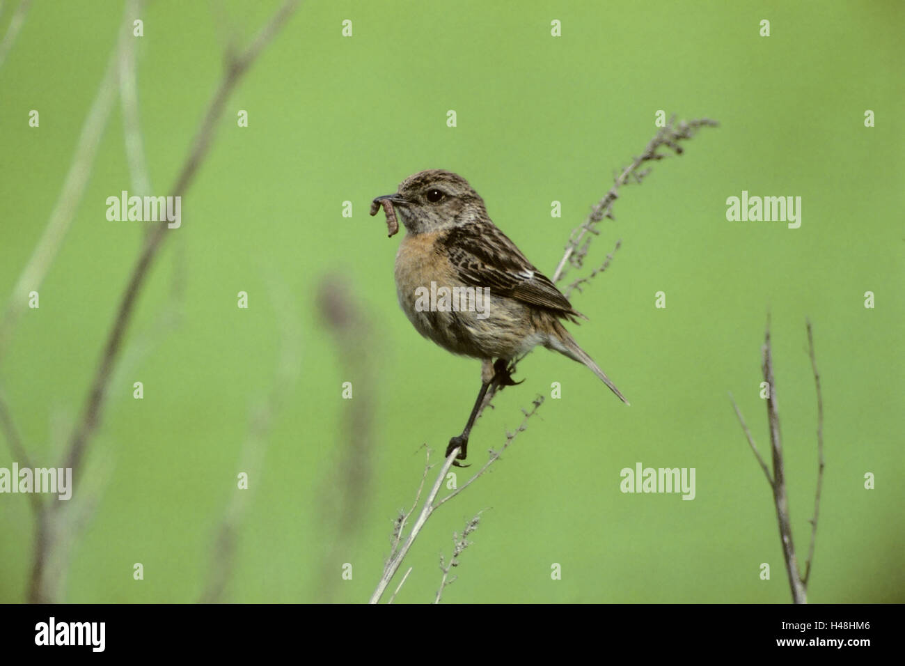Robin caterpillar hi-res stock photography and images - Alamy