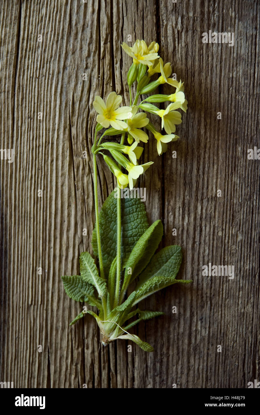 Yellow primrose, wooden springboard, primrose, yellow, heaven key ...