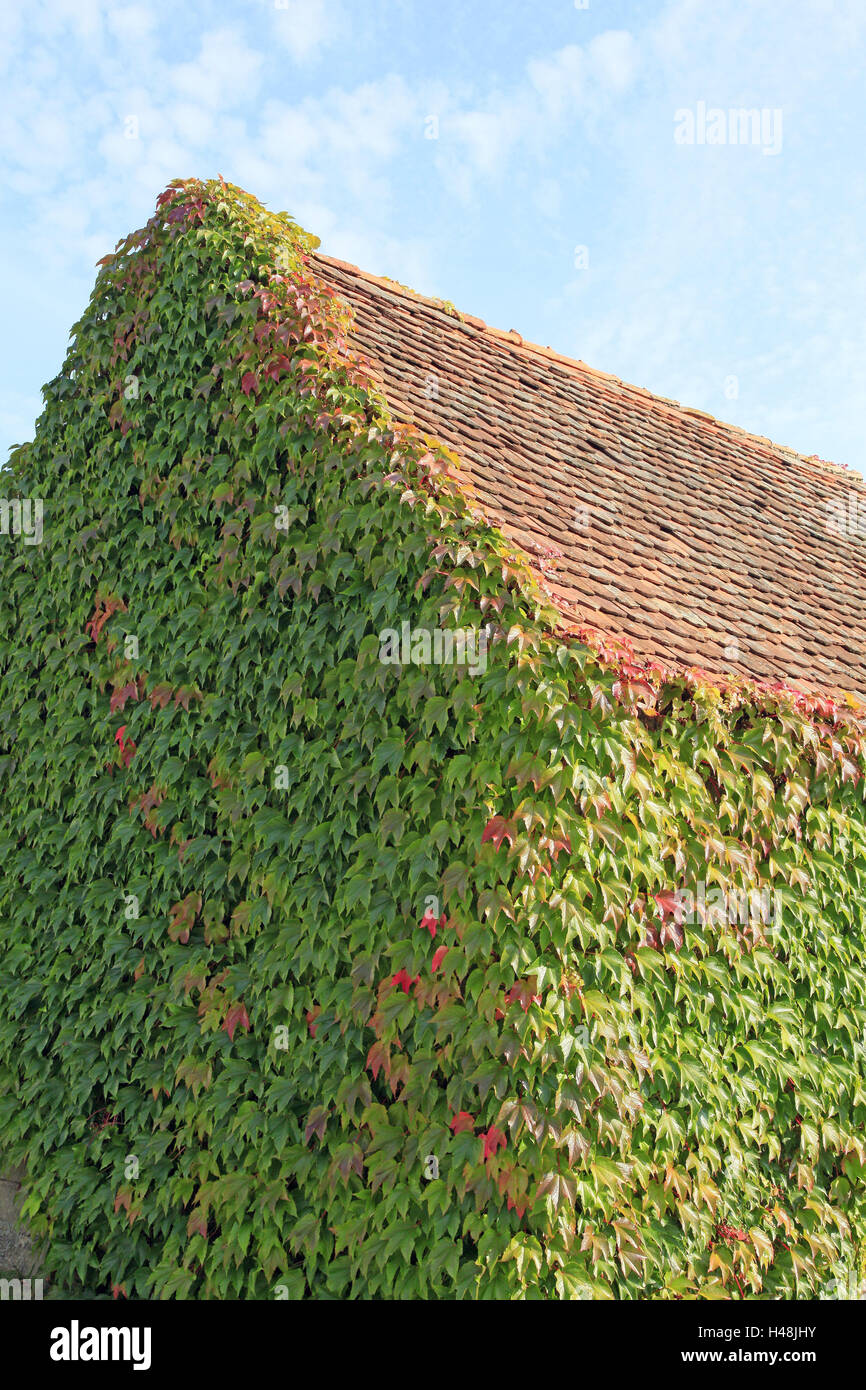 Vine roof hi-res stock photography and images - Alamy