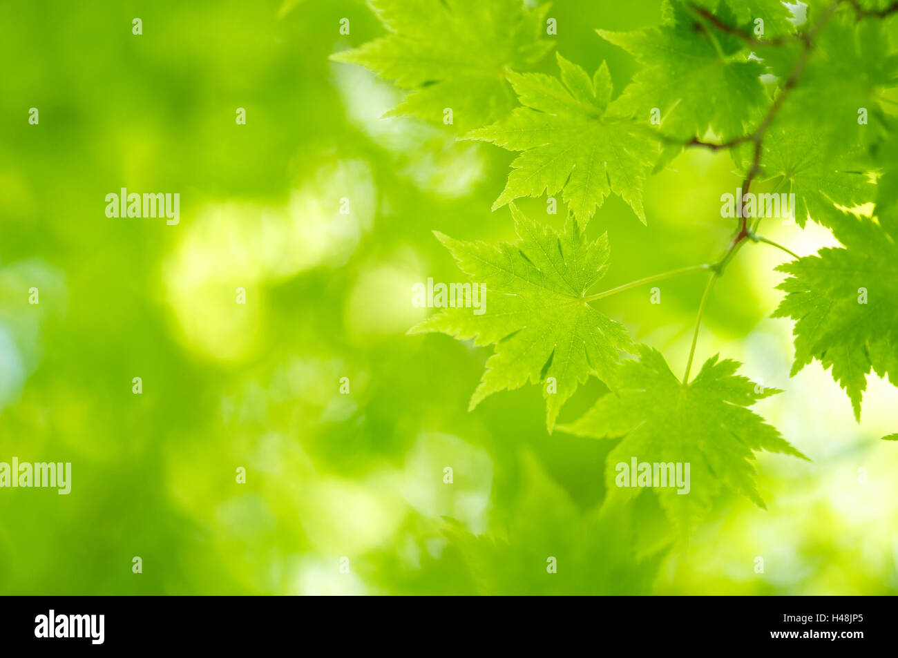 Japanese maple tree, detail, leaves, medium close-up Stock Photo - Alamy