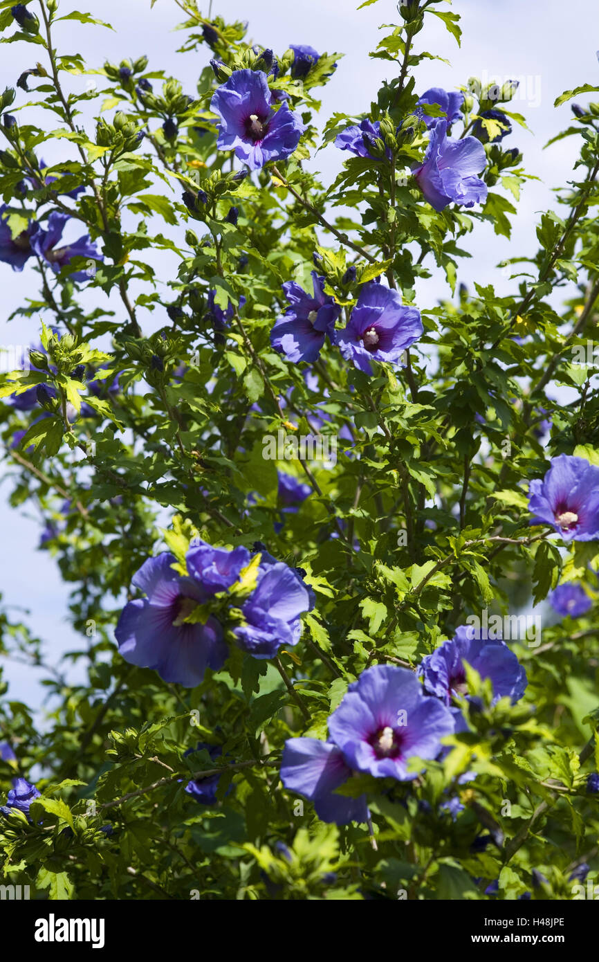 Blue Marsh High Resolution Stock Photography and Images - Alamy