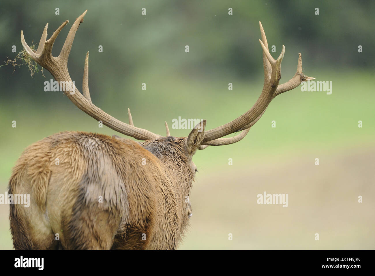 Red deer, Cervus elaphus, portrait, back view Stock Photo - Alamy