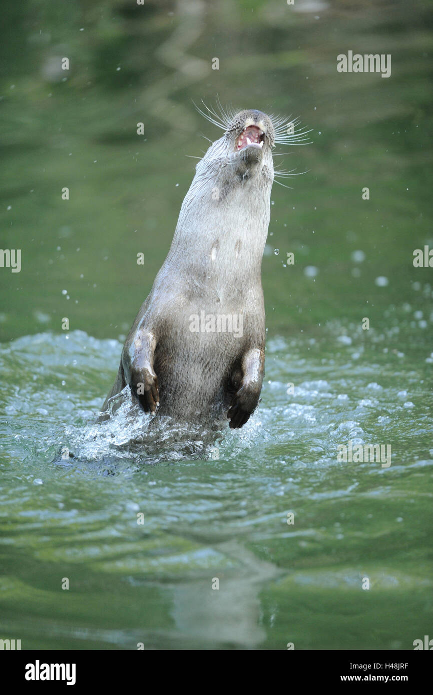 European otter, Lutra lutra, water, head-on, jump Stock Photo - Alamy