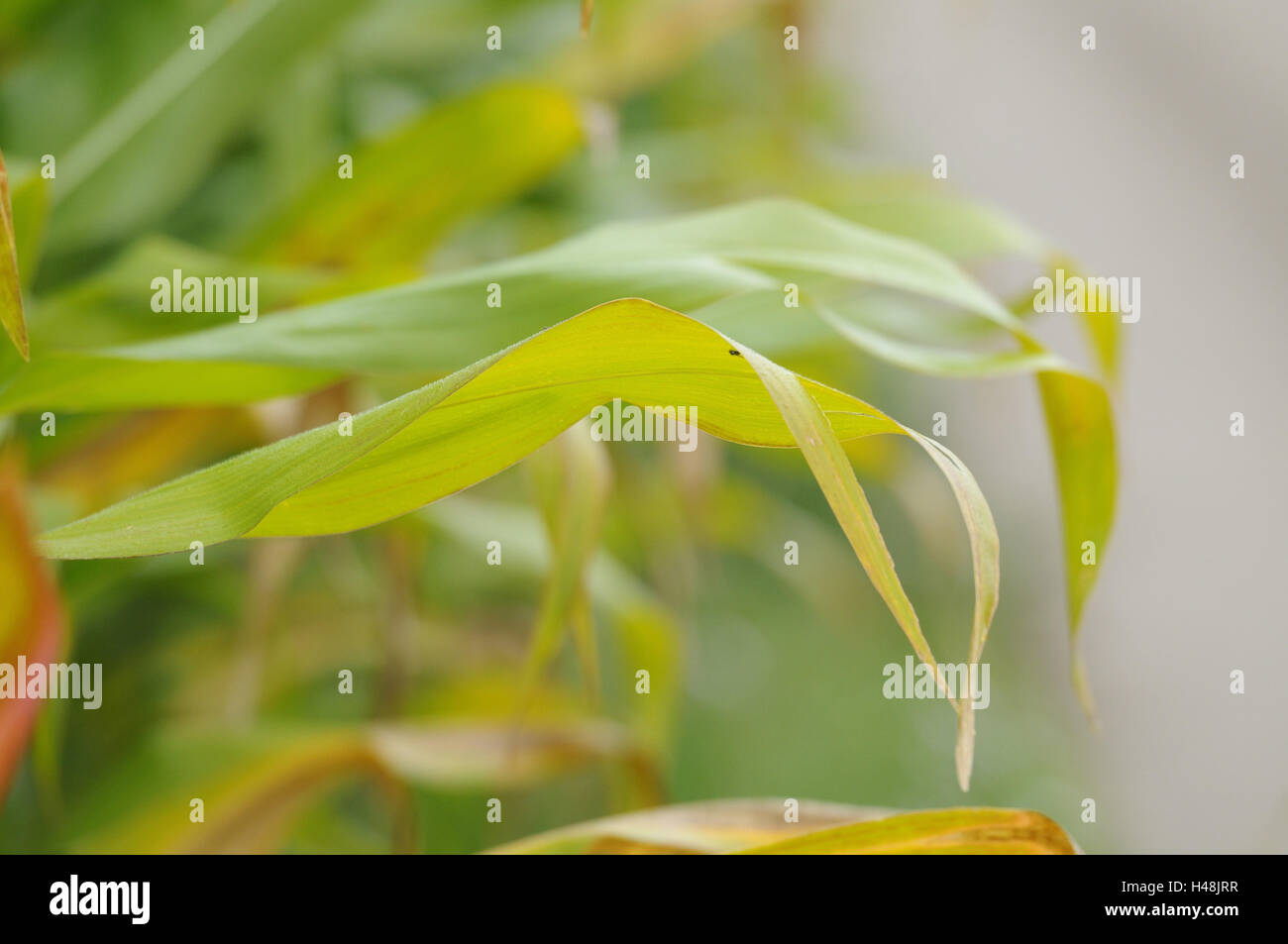 Maize, Zea mays, leaves Stock Photo - Alamy