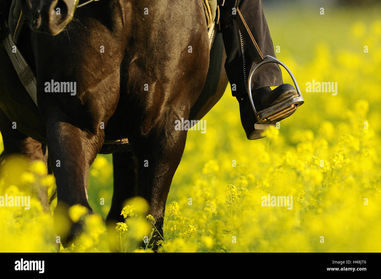 Horse, detail, forelegs Stock Photo - Alamy