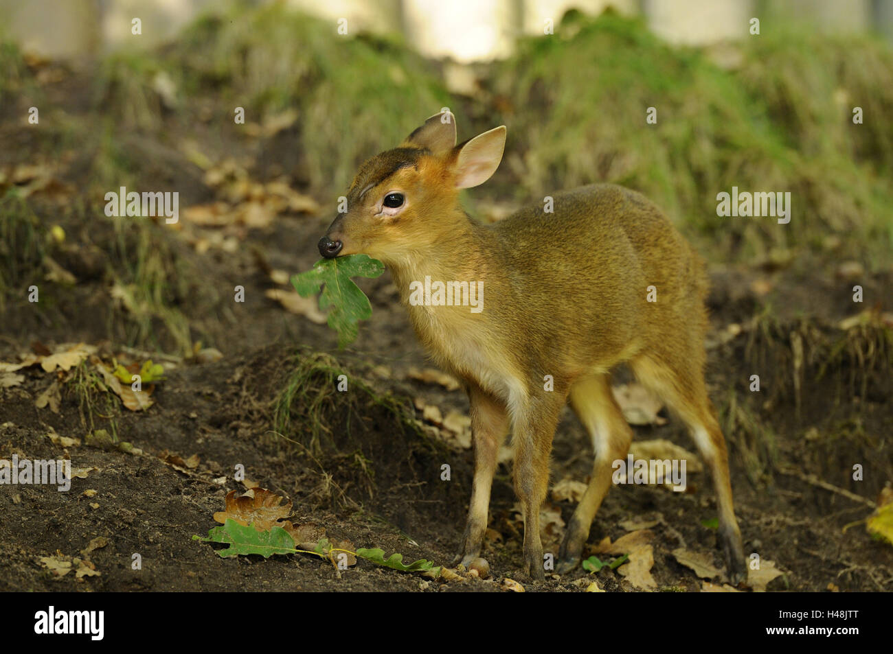 Chinese muntjak hi-res stock photography and images - Alamy