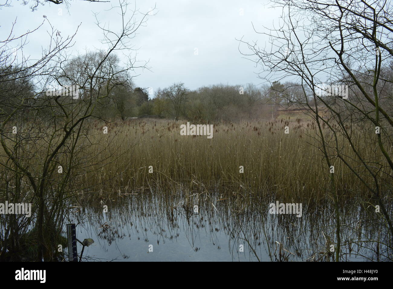 River reeds hi-res stock photography and images - Alamy