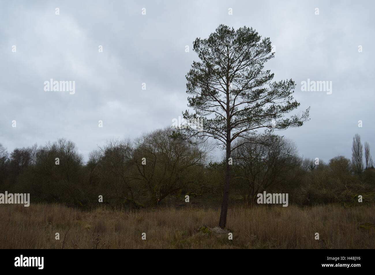 Tree standing alone Stock Photo - Alamy