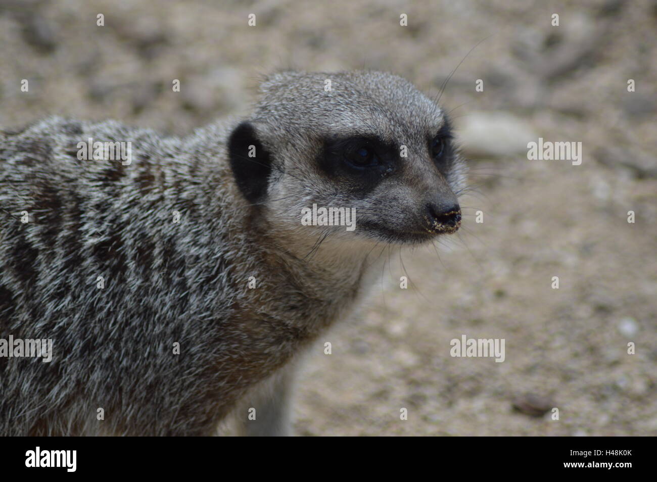 Meerkat friends hi-res stock photography and images - Alamy