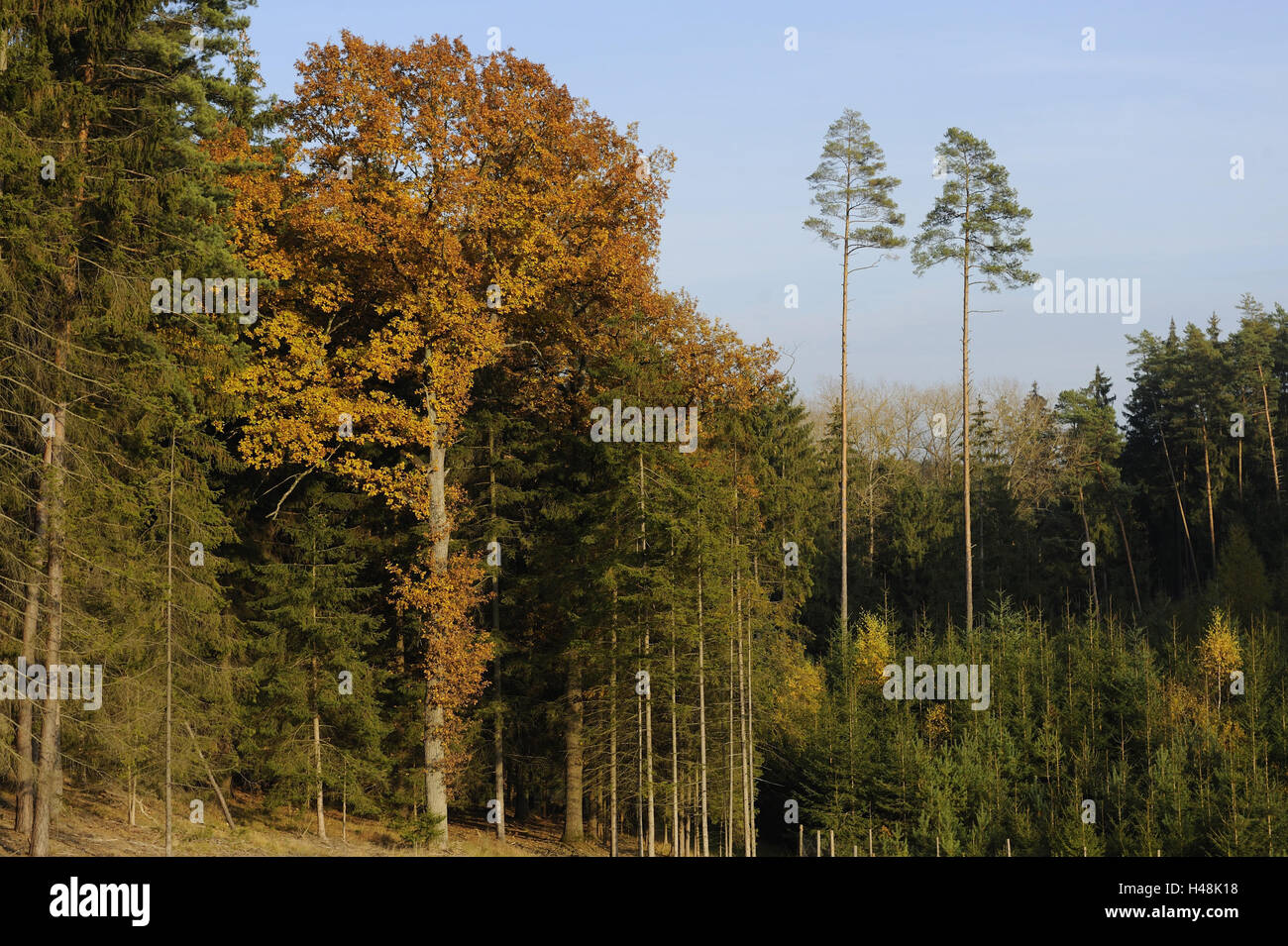 Europe, Germany, Bavaria, Franconia, scenery, wood, edge of the forest ...