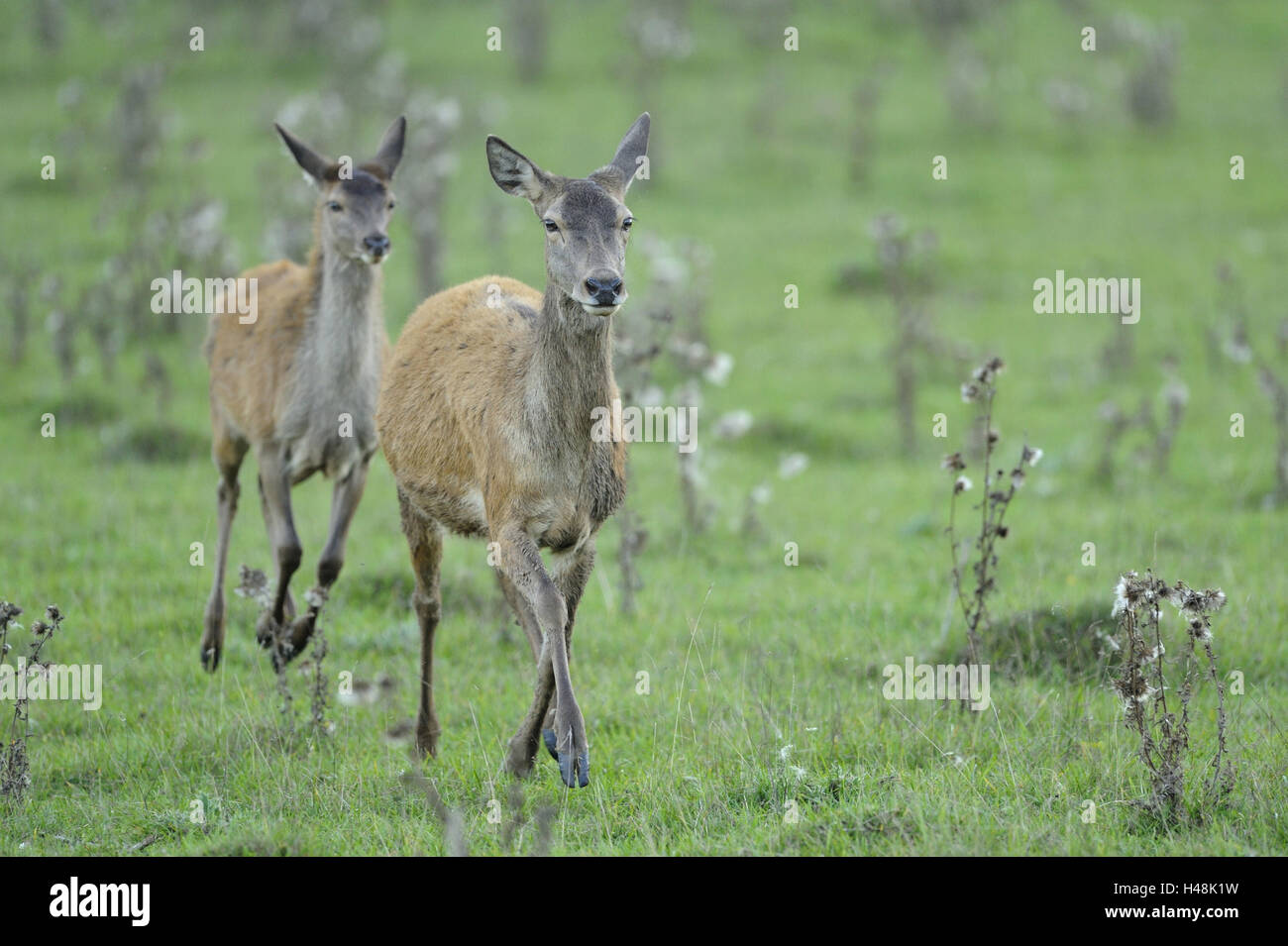 Red deer cow cervus elaphus and calf hi-res stock photography and ...