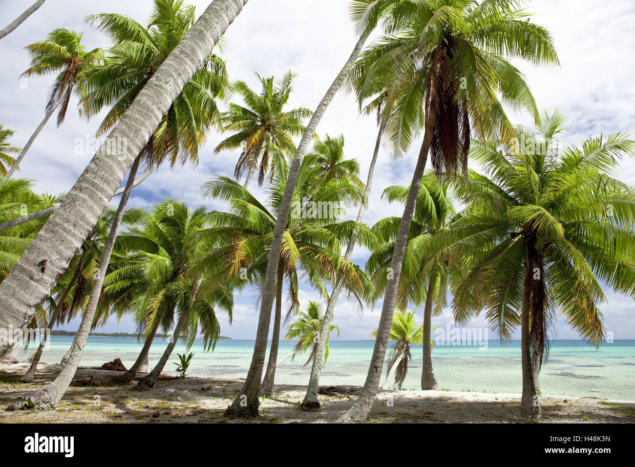 The Pacific Ocean, French Polynesia, palms, scenery, island, ocean ...