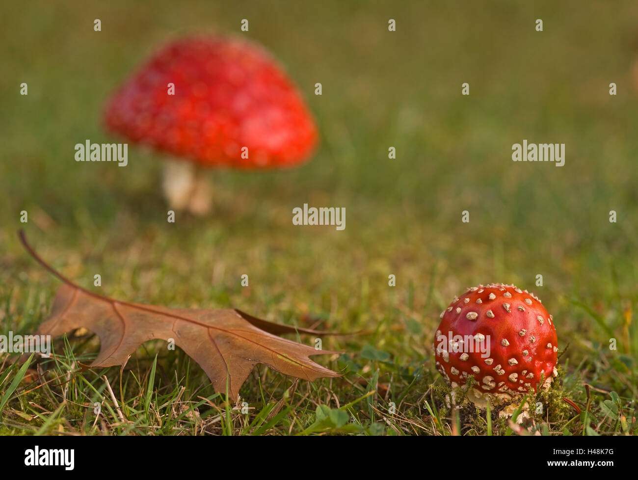 Toadstools High Resolution Stock Photography and Images - Alamy