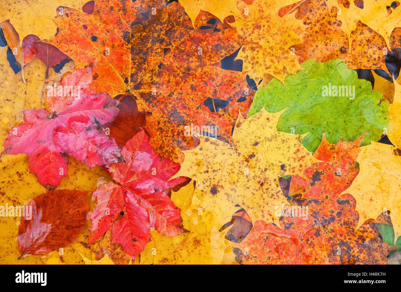 Autumn leaves Stock Photo - Alamy