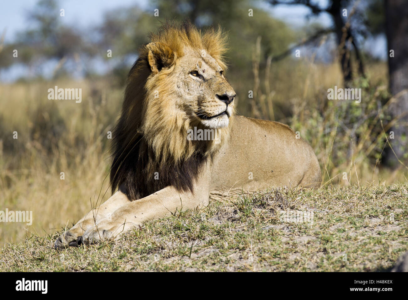 Lion mammals hi-res stock photography and images - Alamy