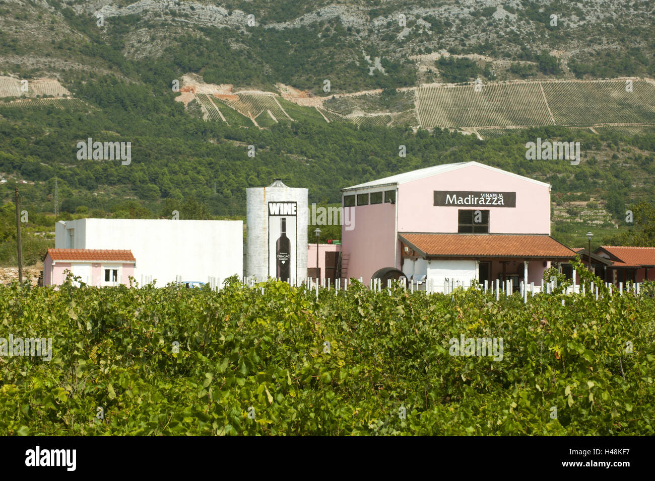 Croatia, Dalmatia, peninsula Peljesac, Potomje, vineyard Madirazza ...