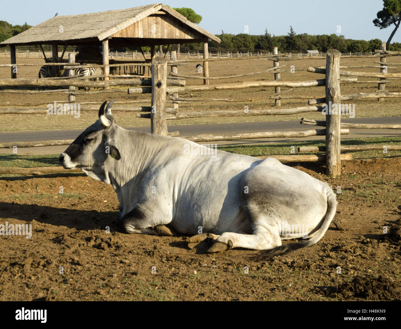 Croatia, Istria, island Veli Brijuni in the national park Brijuni ...