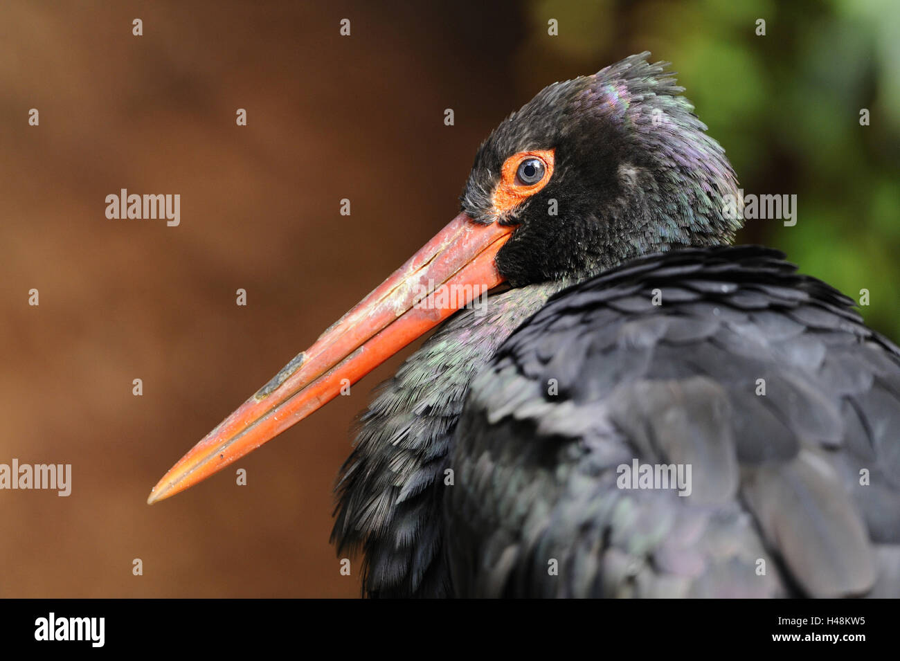 Black stork, Ciconia nigra, portrait, side view Stock Photo - Alamy