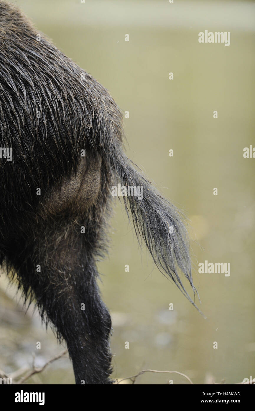 Wild boar, Sus scrofa, male, tail, detail Stock Photo - Alamy