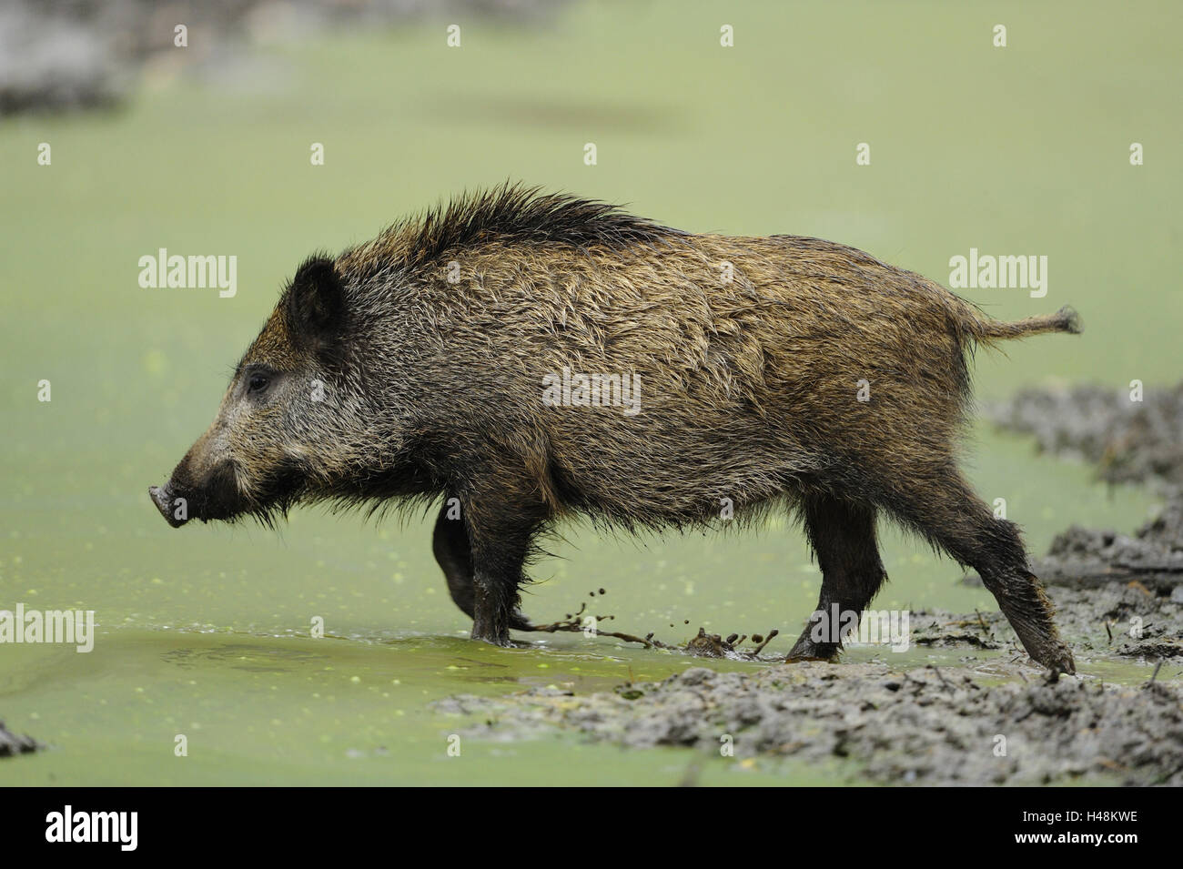 Wild boar, Sus scrofa, young animal, brook, crossing, side view Stock ...