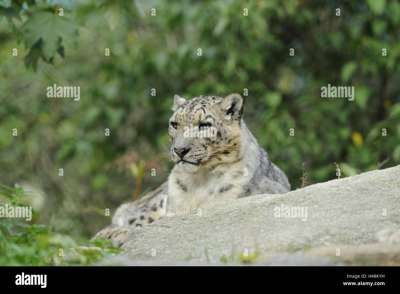Snow leopard habitat hi-res stock photography and images - Alamy