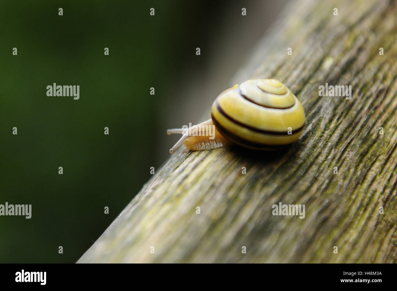 Grove snail, Cepaea nemoralis Stock Photo - Alamy