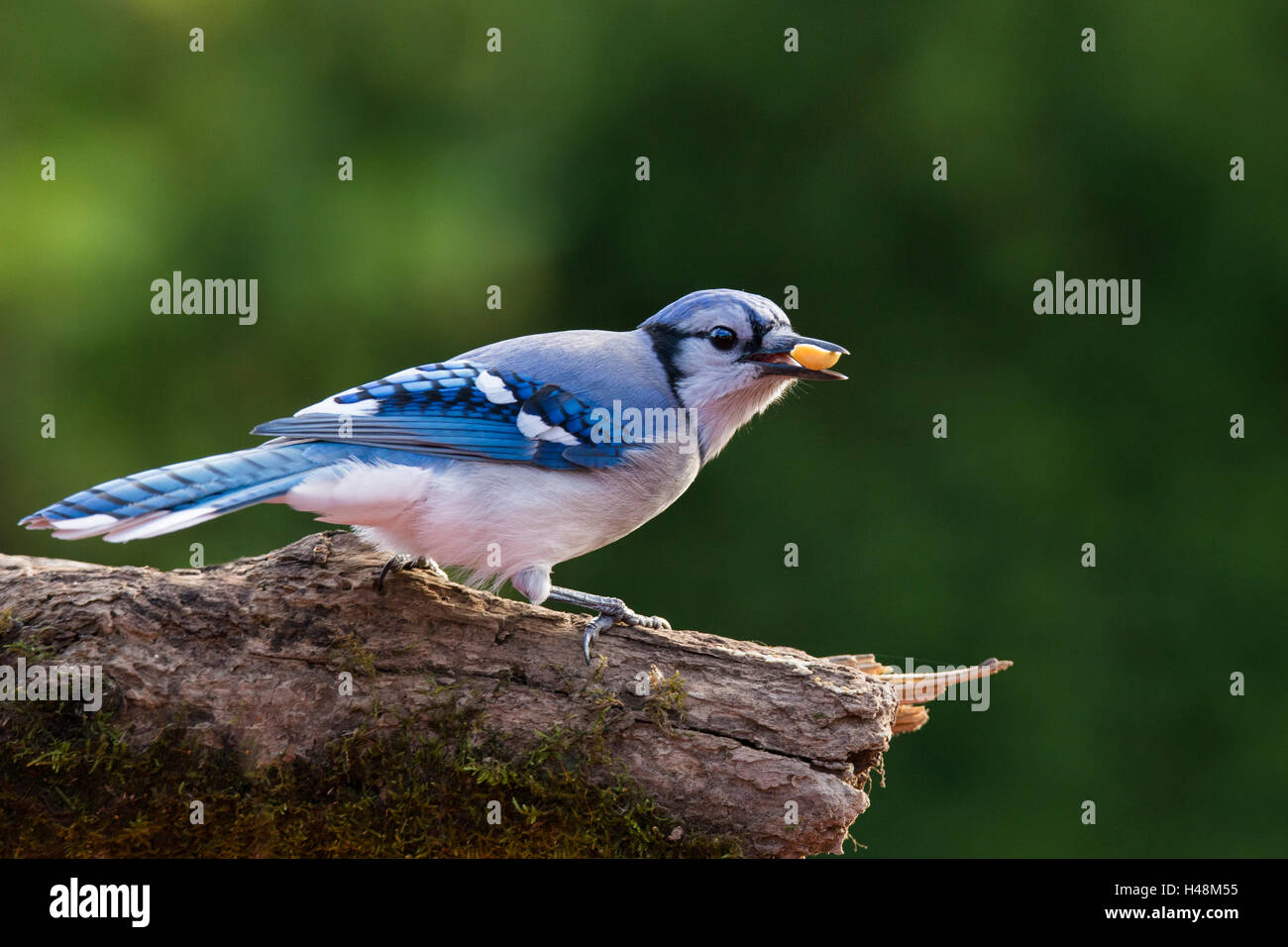 American blue jay (Cyanocitta cristata) in autumn with peanut Stock ...