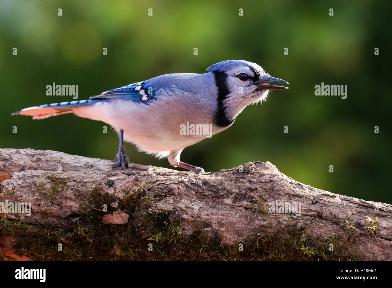 American blue jay (Cyanocitta cristata) in autumn with peanut Stock ...