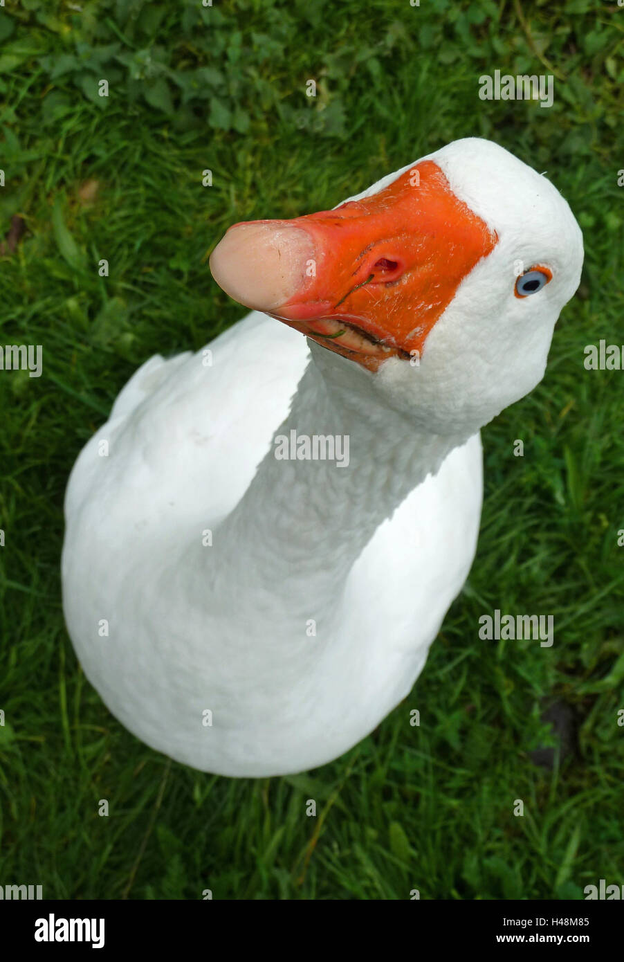 Goose beak close up hi-res stock photography and images - Alamy