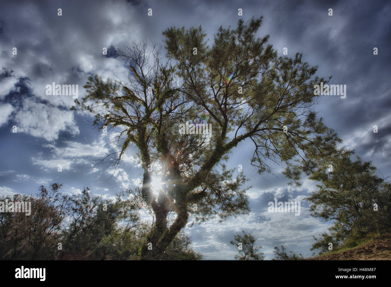 White willow, sun, backlight Stock Photo - Alamy