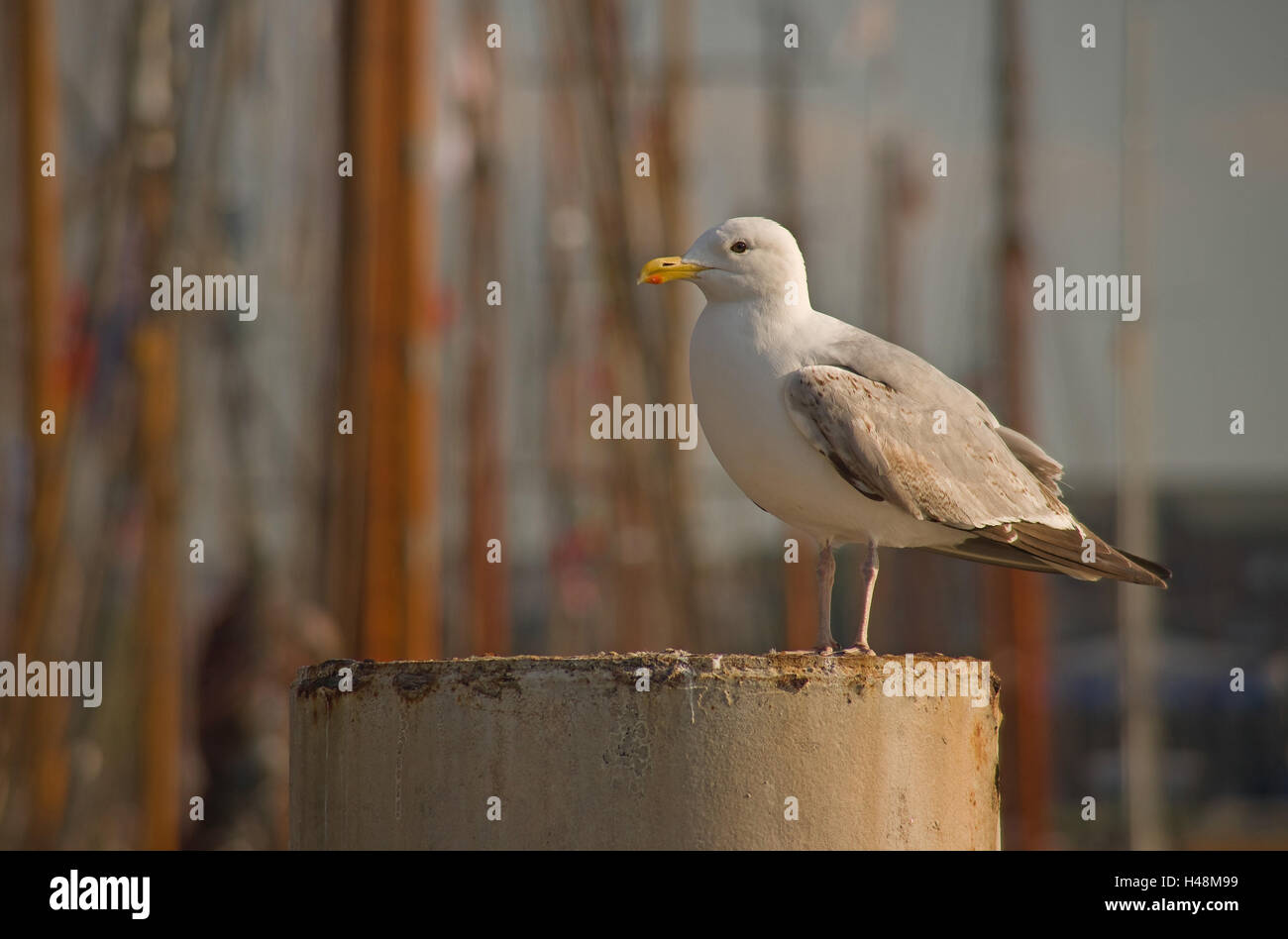Resting Seagull, Close-up Stock Photo - Alamy