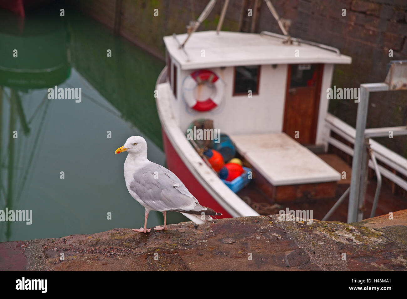Harbor, seagull, boat Stock Photo - Alamy