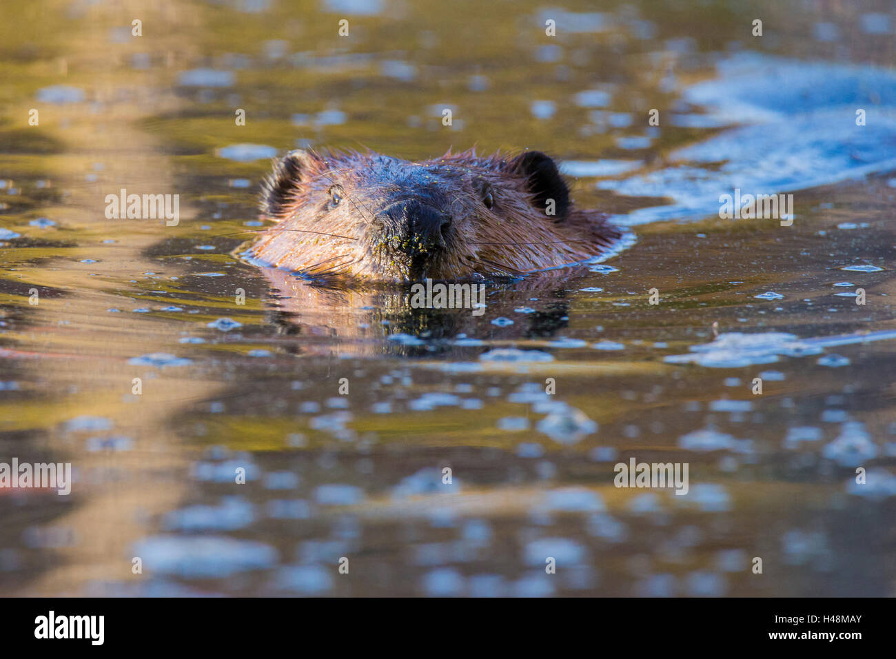 Fat beaver hi-res stock photography and images - Alamy