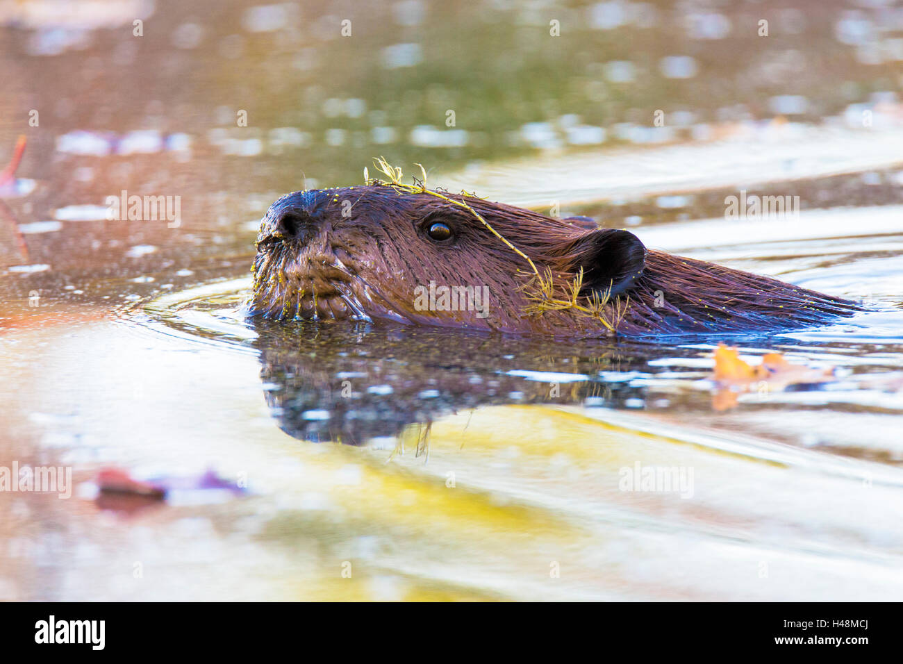 Fat beaver hi-res stock photography and images - Alamy