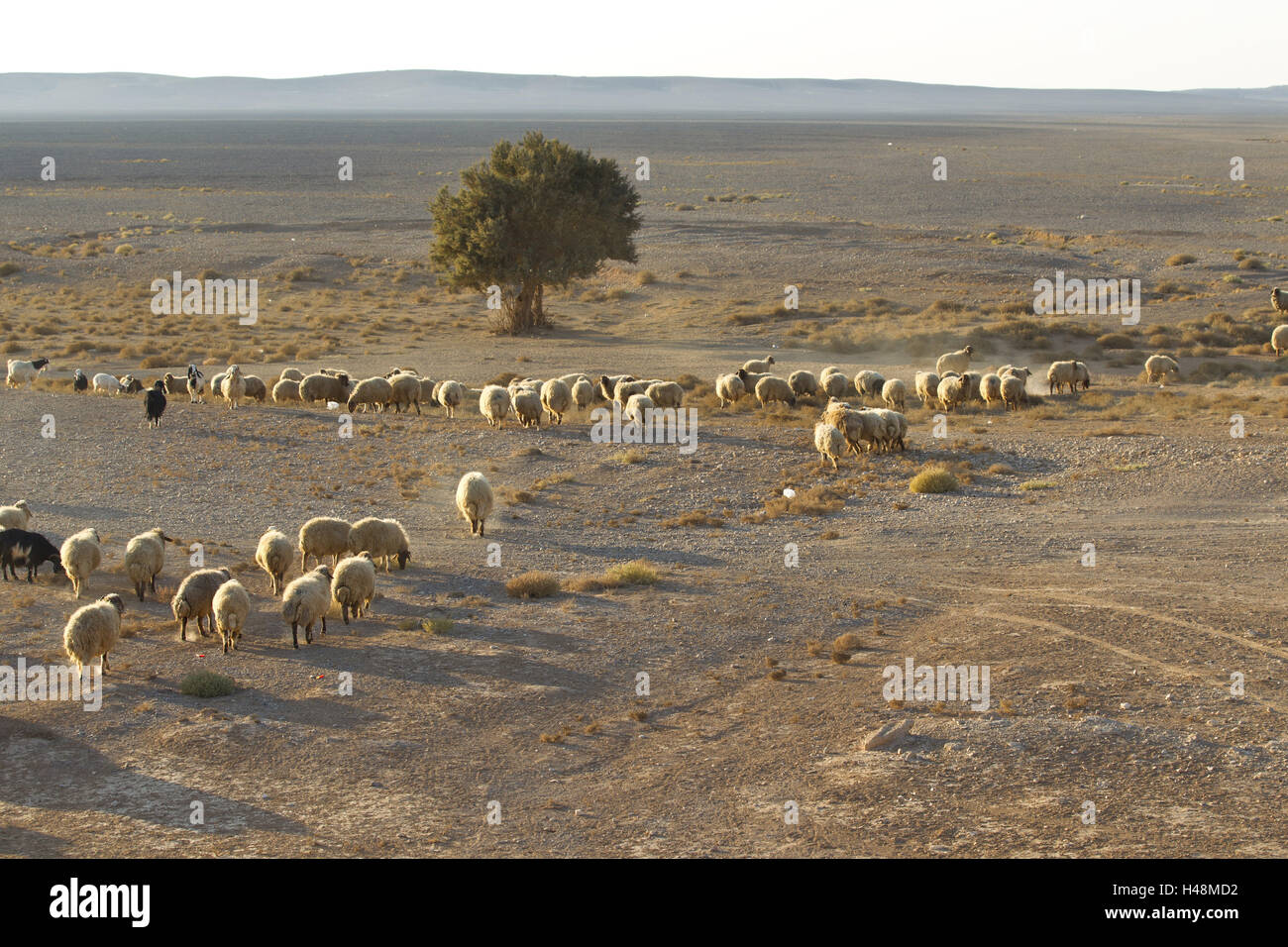 Jordan, fcastle of sheep Stock Photo - Alamy