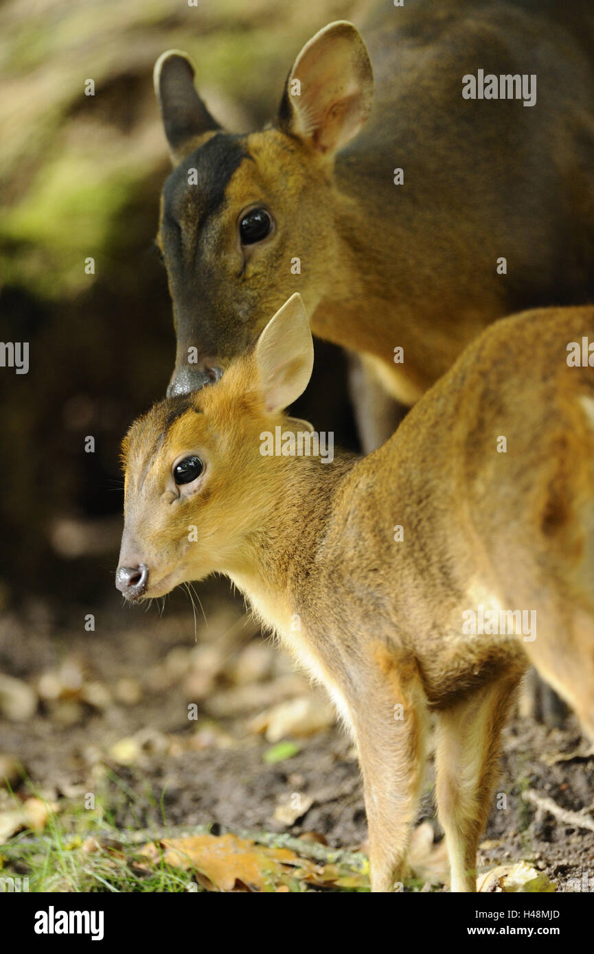 Chinese Muntjak High Resolution Stock Photography and Images - Alamy