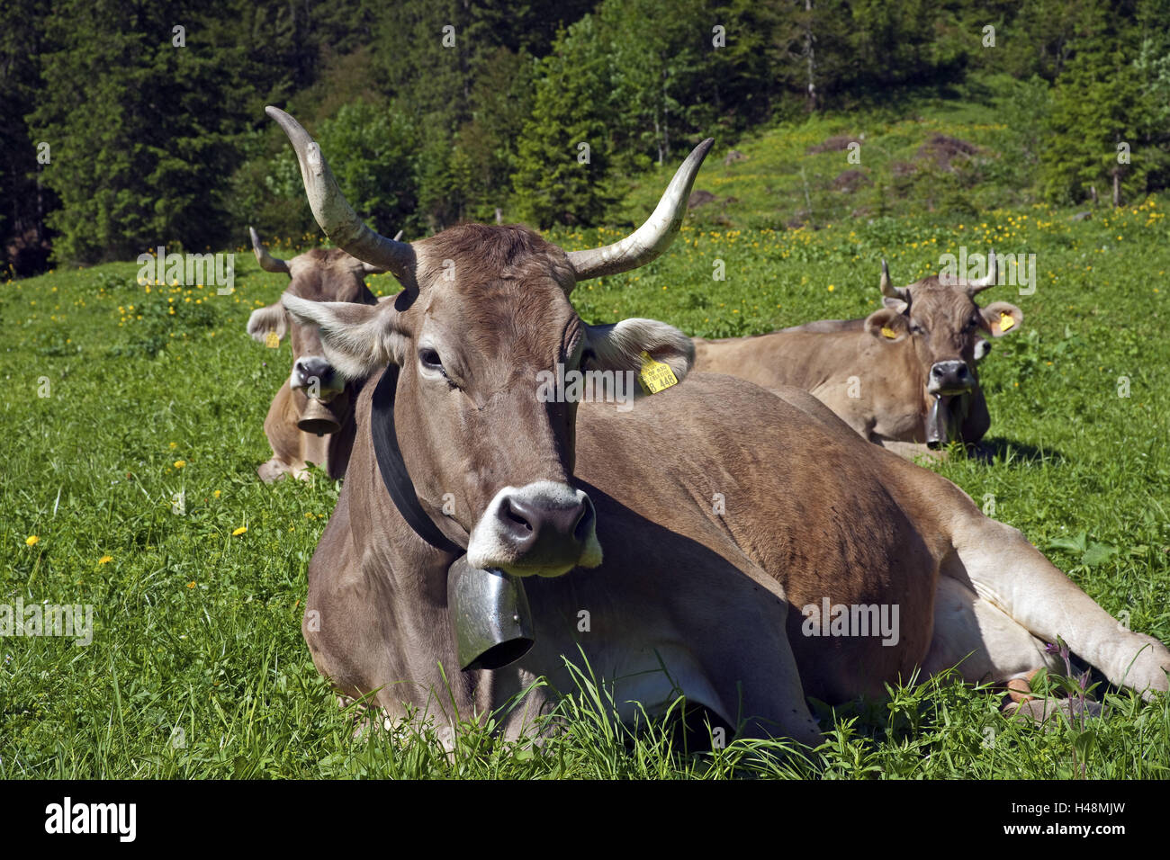 Cows lie hi-res stock photography and images - Alamy