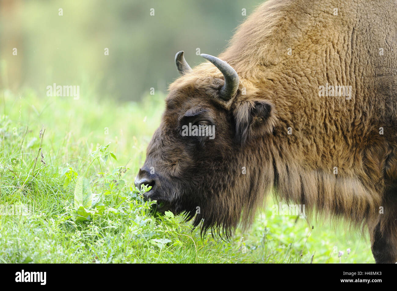 European bison, bison bonasus, half portrait, meadow, standing, side ...