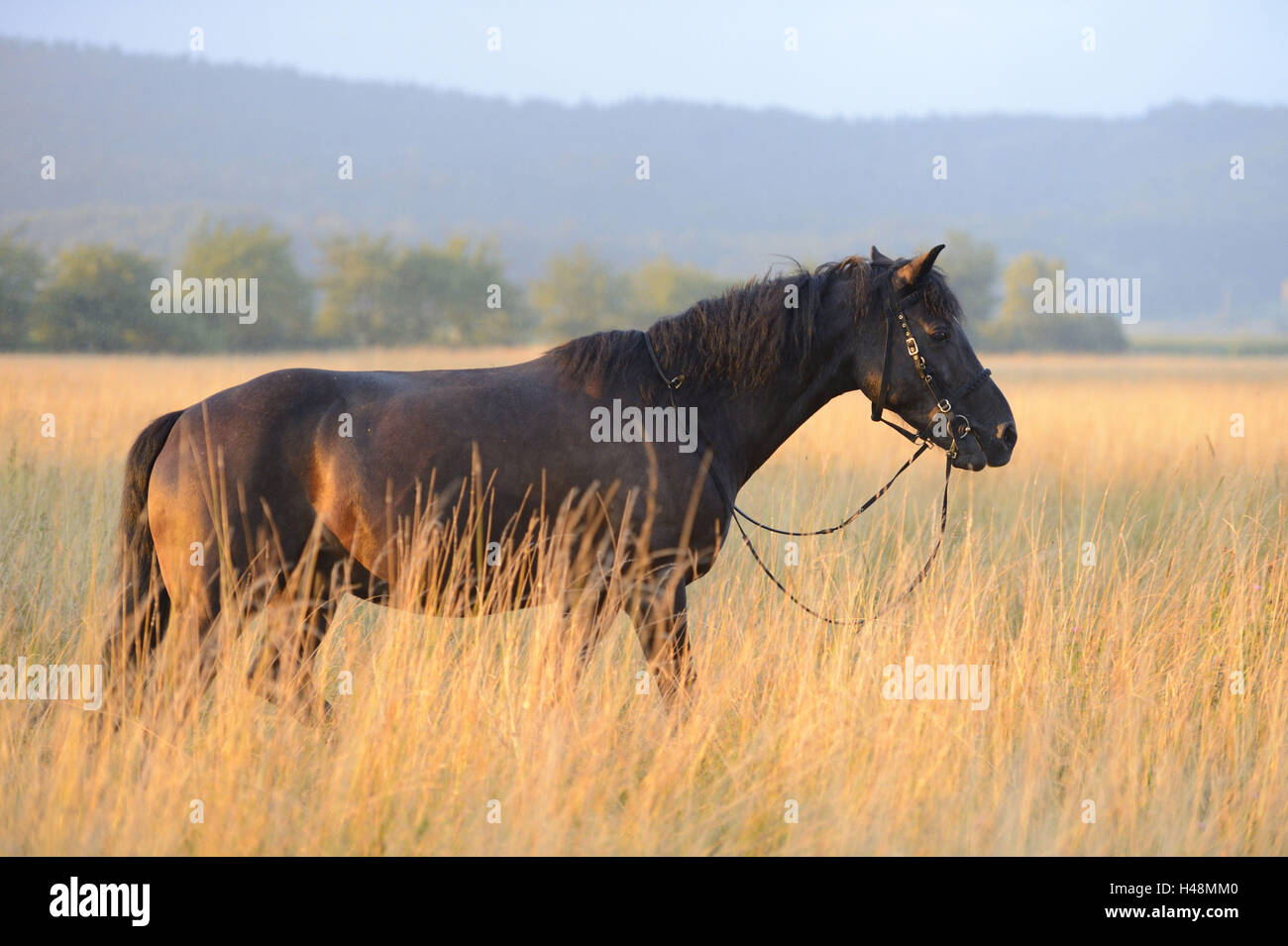 Arabian Haflinger, black horse, meadow, standing, side view, landscape ...