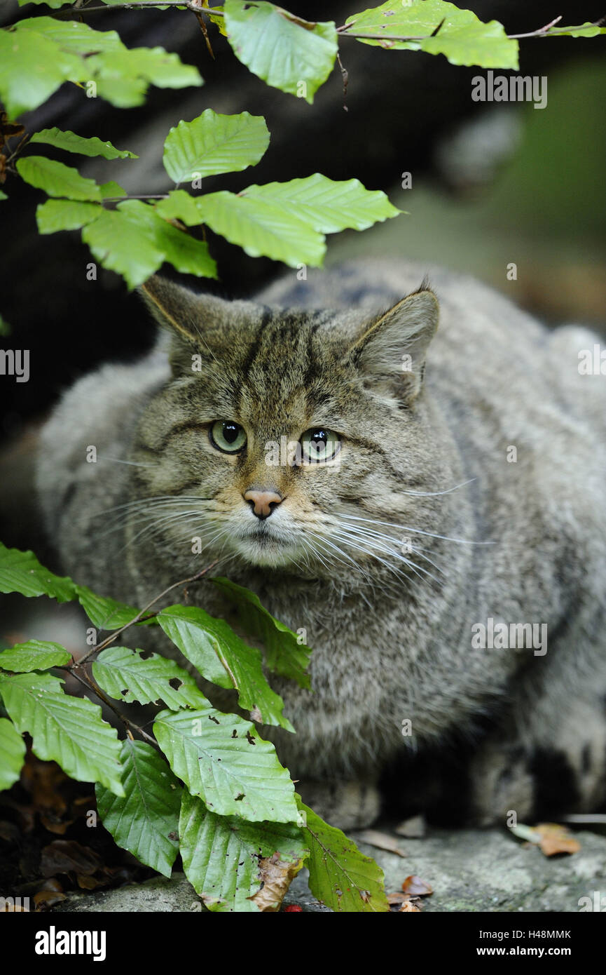 Small wildcat species hi-res stock photography and images - Alamy